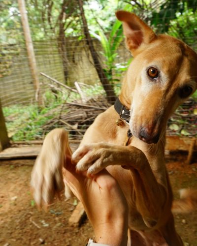 Shadow - Conny´s Dogsrescue